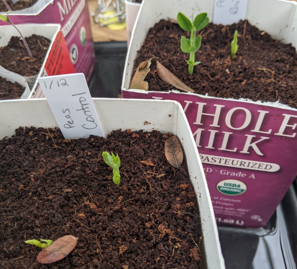 Pea Inoculant Test: Result! – Outdoor Hedonist