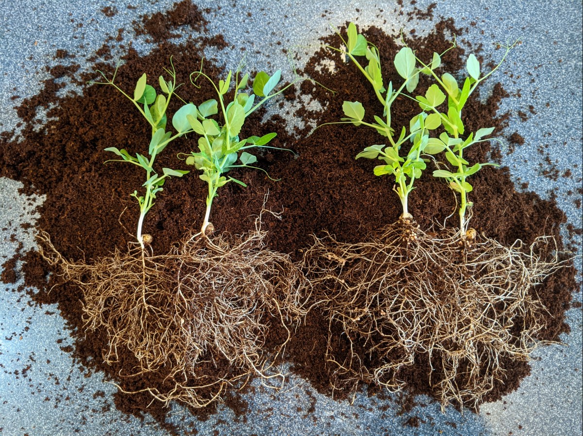 Pea Inoculant Test: Result! – Outdoor Hedonist